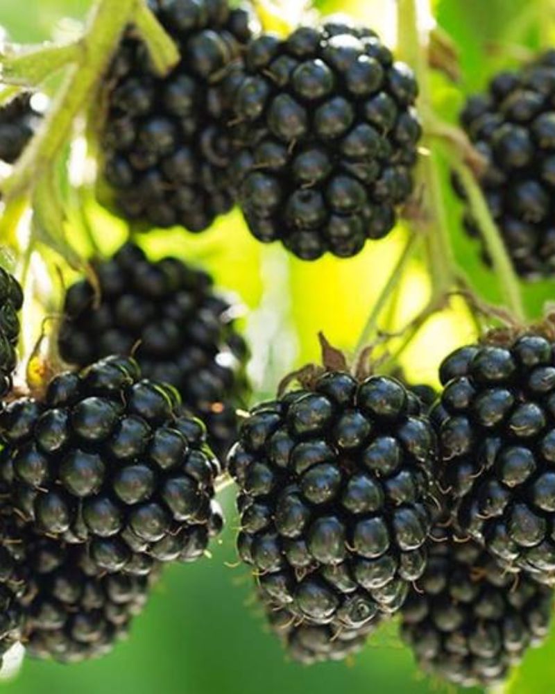 Pyanabi Black berry Plant - pyanabi