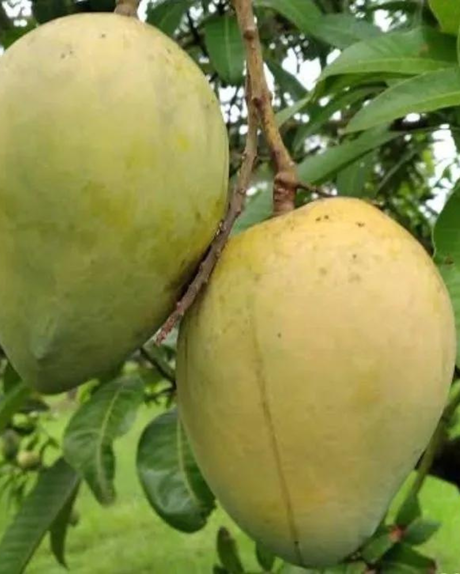 Pyanabi Himsagar Grafted Mango Plant - pyanabi
