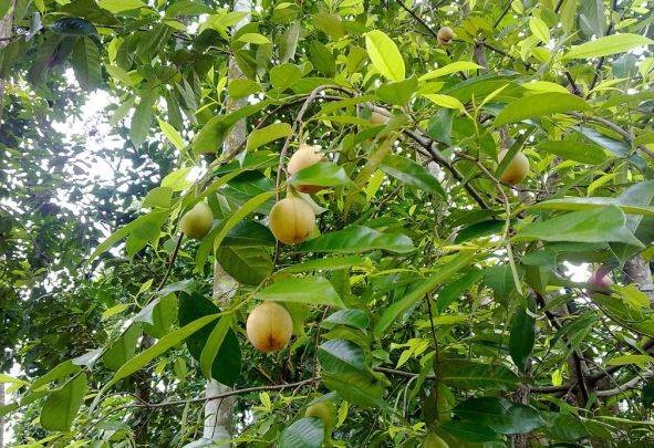 Pyanabi Jayaphal and Javitri Plant - pyanabi