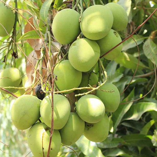 Pyanabi Langra Grafted Mango Plant - pyanabi
