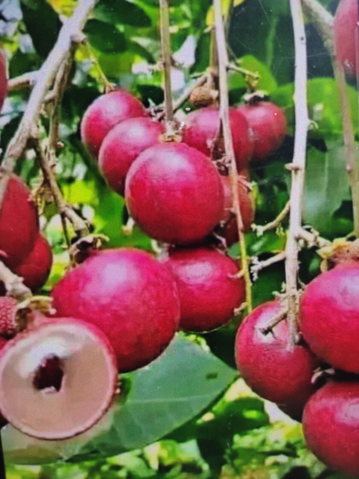 Pyanabi Rubi Longan Fruit Plant - pyanabi